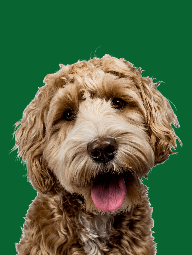 Productos para mascotas Online - Tienda Animal Luna y Copito.